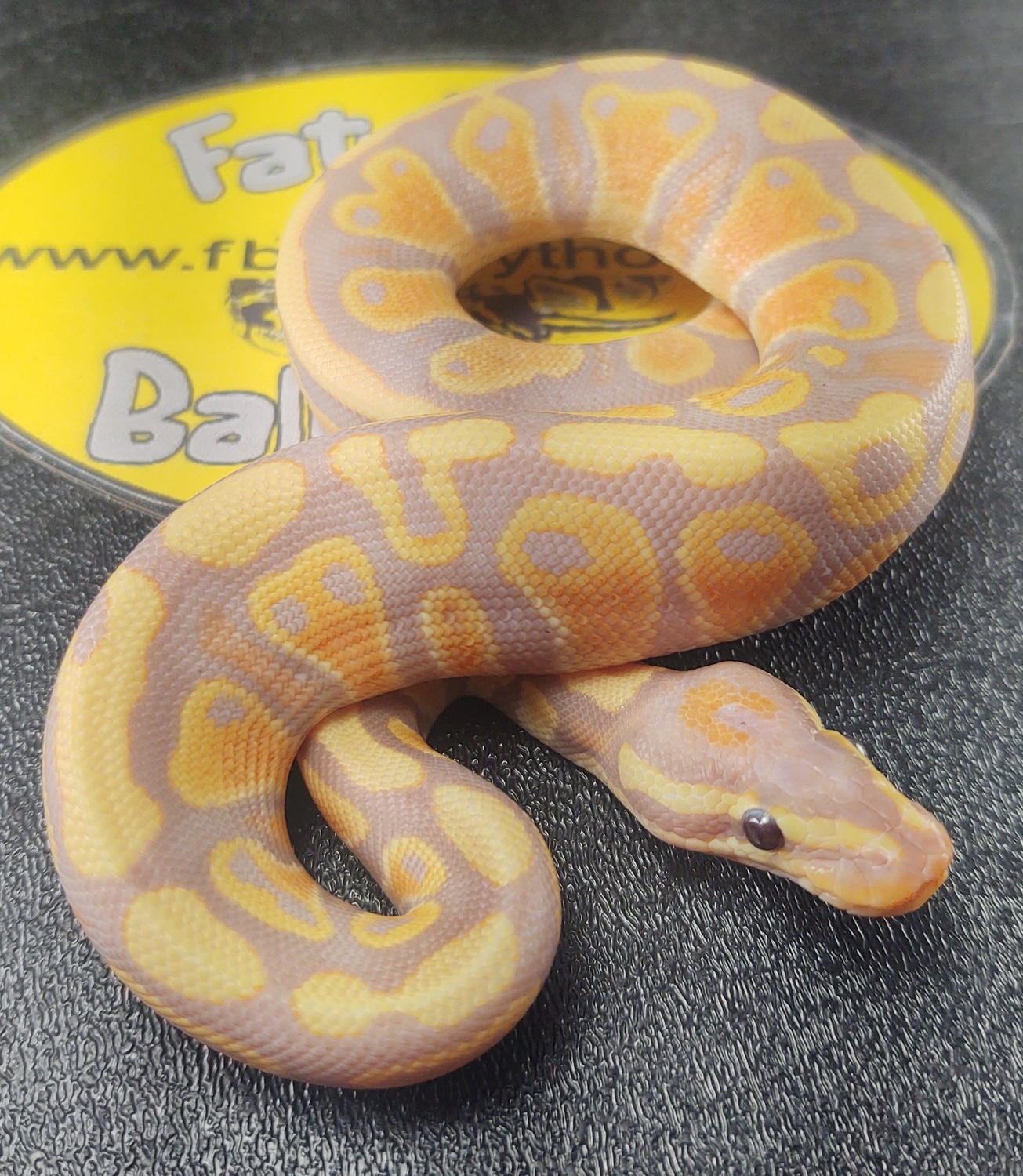 Banana Female Maker Ball Python by Fat Boy's Ball Pythons - MorphMarket