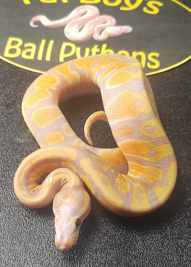 Banana Microscale Ball Python by Fat Boy's Ball Pythons