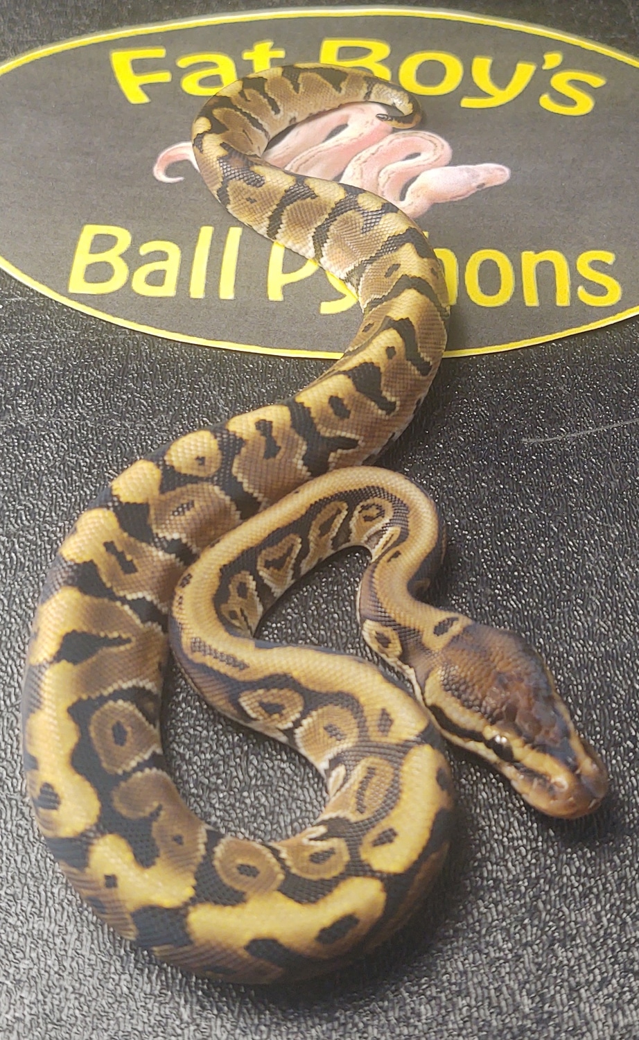 Hidden Gene Woma Ball Python by Fat Boy's Ball Pythons - MorphMarket