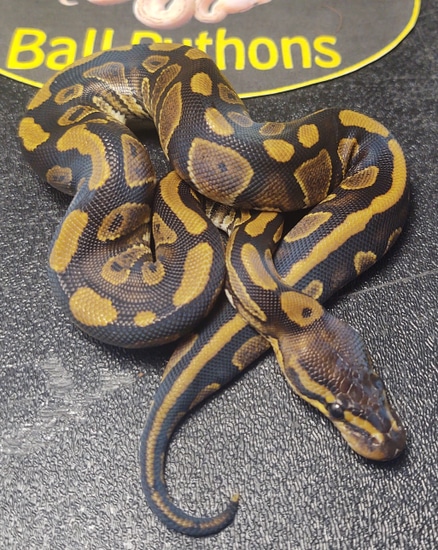 Mahogany Ball Python by Fat Boy's Ball Pythons