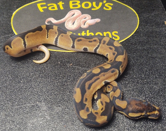 Orange Dream Ball Python by Fat Boy's Ball Pythons