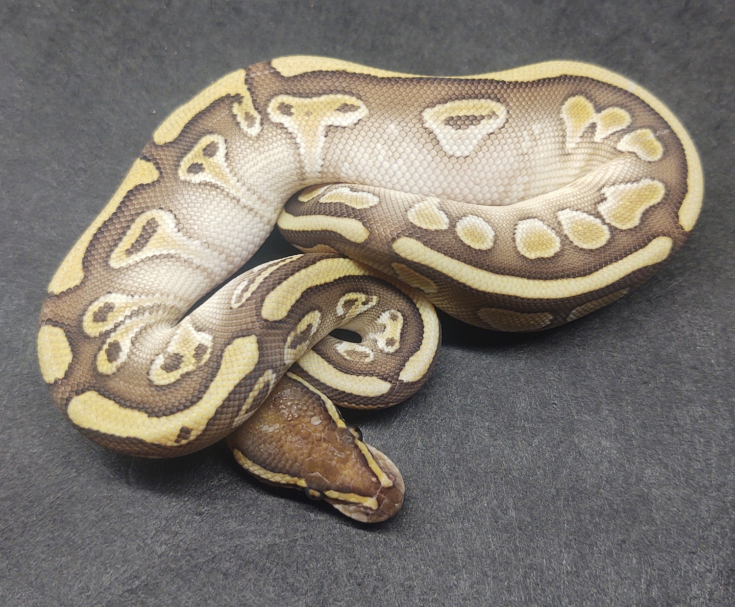 Pastel Lesser Mahogany Ball Python by Fat Boy's Ball Pythons - MorphMarket