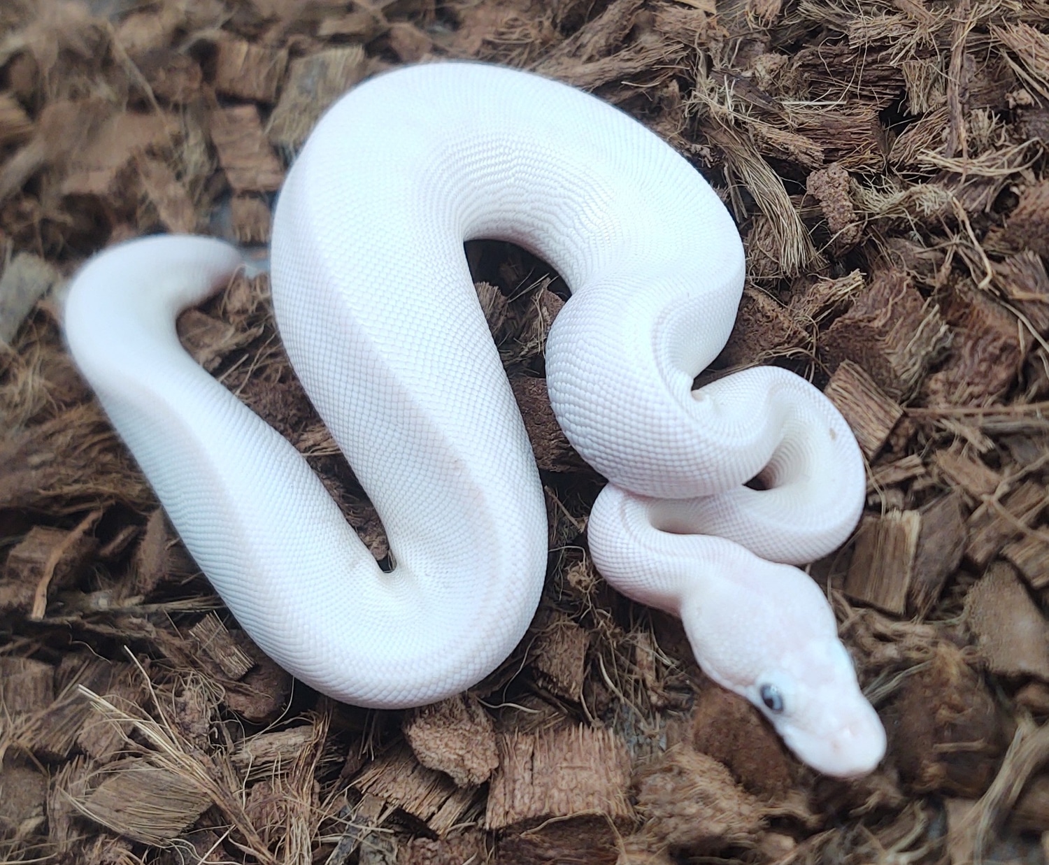 Lesser Mojave Ball Python by Fat Boy's Ball Pythons - MorphMarket