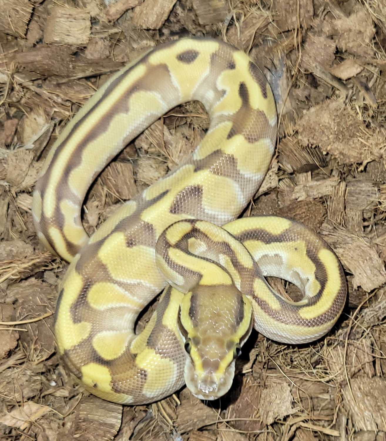 Lesser Enchi Malum Ball Python by Fat Boy's Ball Pythons - MorphMarket