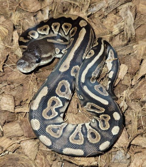Cinnamon Ball Python by Fat Boy's Ball Pythons