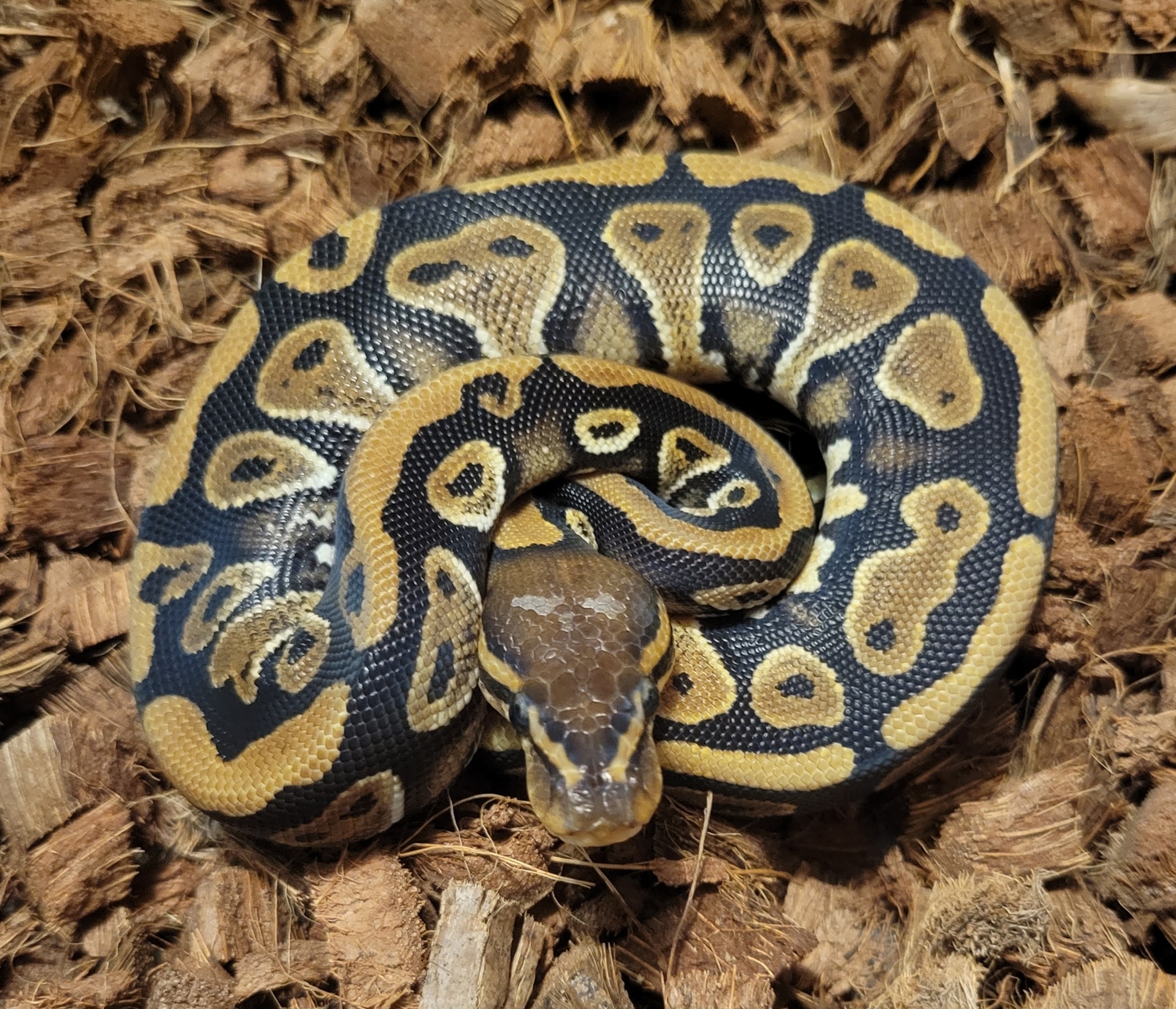 Mahogany Het Pied Ball Python by Fat Boy's Ball Pythons - MorphMarket