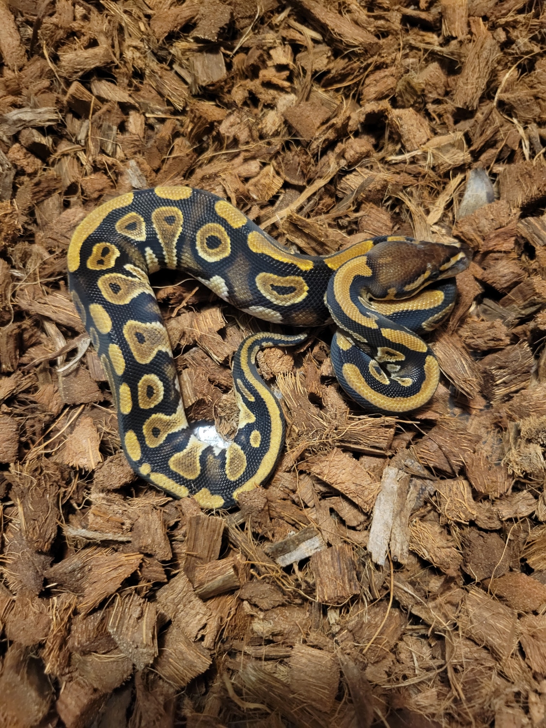 Mahogany Het Pied Ball Python by Fat Boy's Ball Pythons - MorphMarket