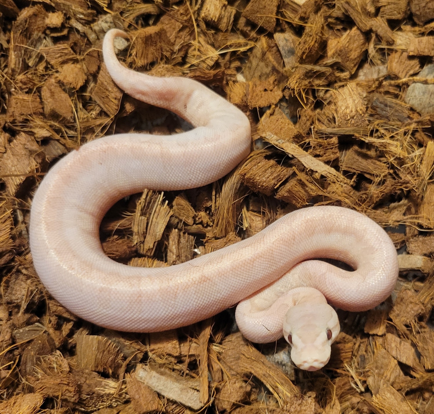 Banana Bamboo Ball Python by Fat Boy's Ball Pythons - MorphMarket