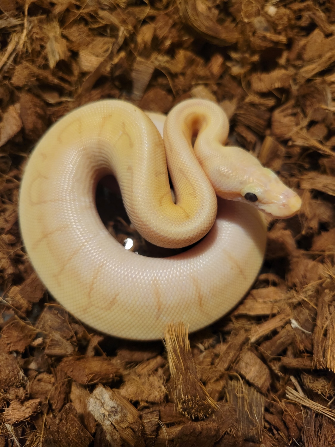 Banana Enchi Spinner Ball Python by Fat Boy's Ball Pythons - MorphMarket