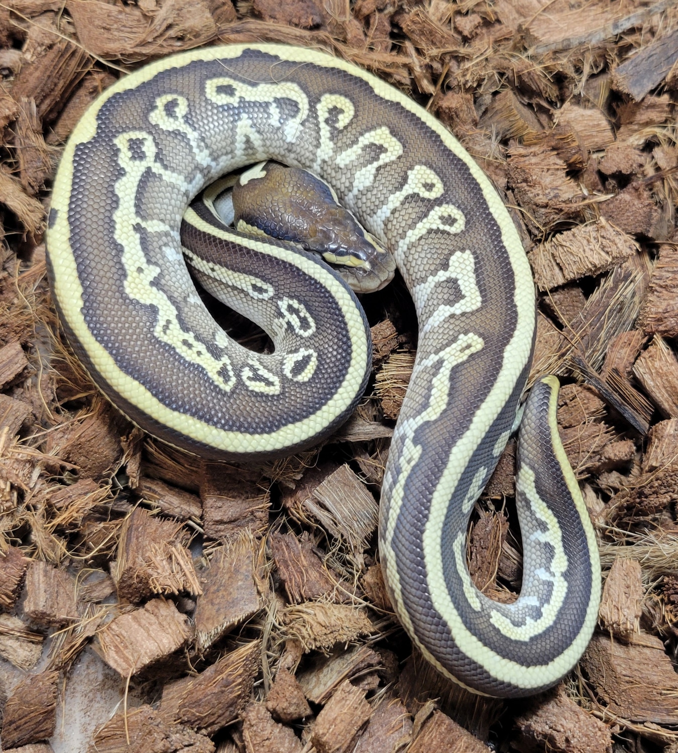 Leopard Lesser Poss Het Candy Ball Python by Fat Boy's Ball Pythons ...