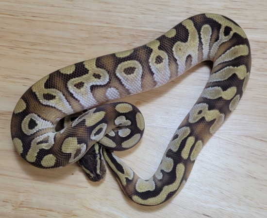 Mojave Enchi Ball Python by Fat Boy's Ball Pythons