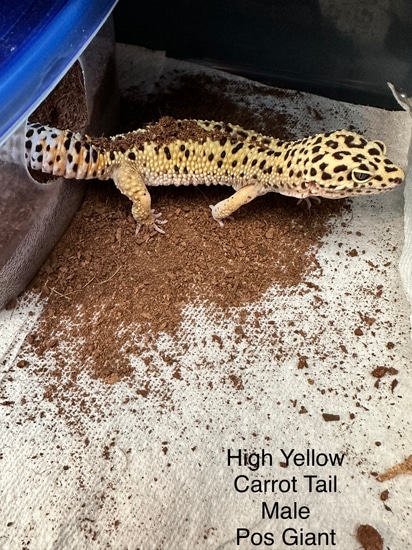 High Yellow Carrot Tail Leopard Gecko by Heckin Geckos