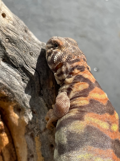 Uscb Blue Phase Ornate Uromastyx by BirigoLand