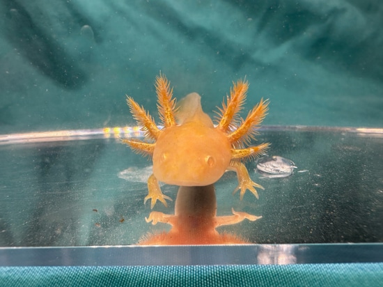 Orange Ocean (3" Golden Albino Juvenile Axolotl) by Frazier Creek Axolotls