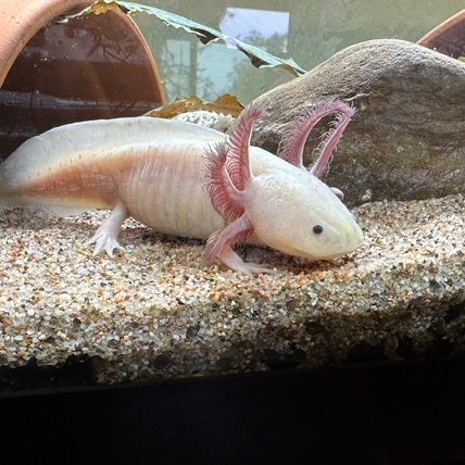 Frazier Creek Axolotls - MorphMarket