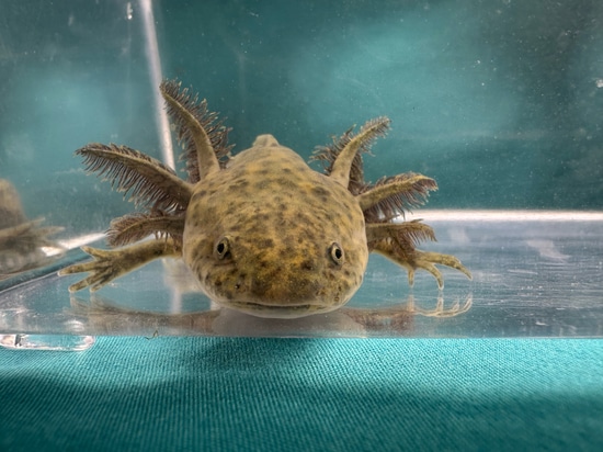 Skip Scale (5-6" Wild Juvenile) Axolotl by Frazier Creek Axolotls