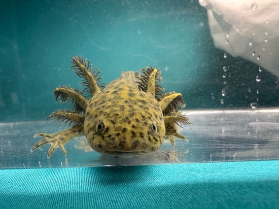Marble Shock (5-6" Wild Juvenile) Axolotl by Frazier Creek Axolotls