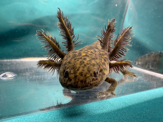 Elite Wave (5-6" Wild Juvenile) Axolotl by Frazier Creek Axolotls