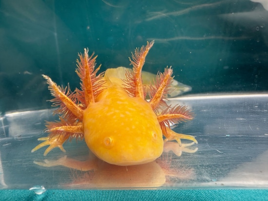Dapper Dust (5-6" Golden Albino Juvenile) Axolotl by Frazier Creek Axolotls