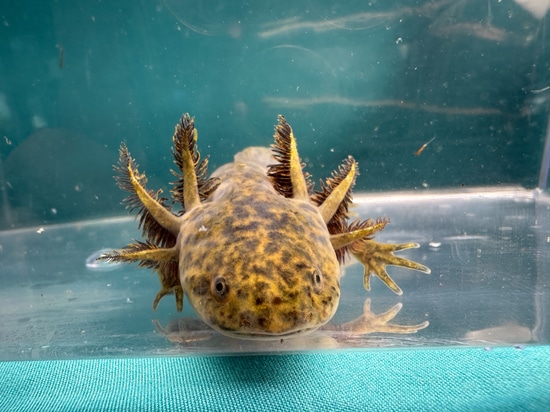 Sassy Smoke (4-5" Wild Juvenile) Axolotl by Frazier Creek Axolotls