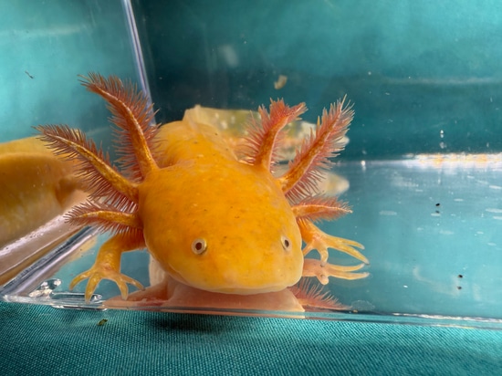 Trip Tray (6-7" Hypomelanistic Subadult, Possible Female) Axolotl by ...