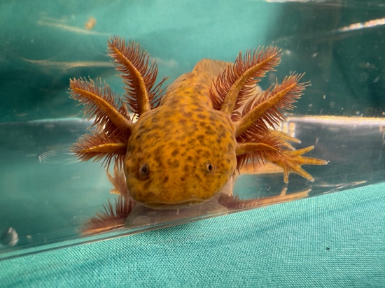 Sea Shore (6-7" Copper Subadult, Possible Female) Axolotl by Frazier ...