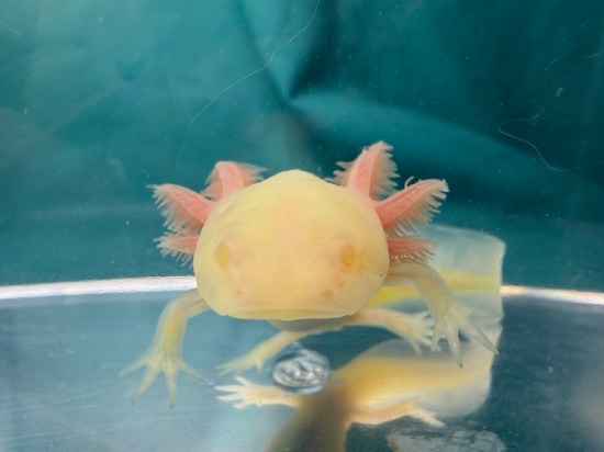 Flower Parade (4" GFP Albino Juvenile) Axolotl by Frazier Creek Axolotls