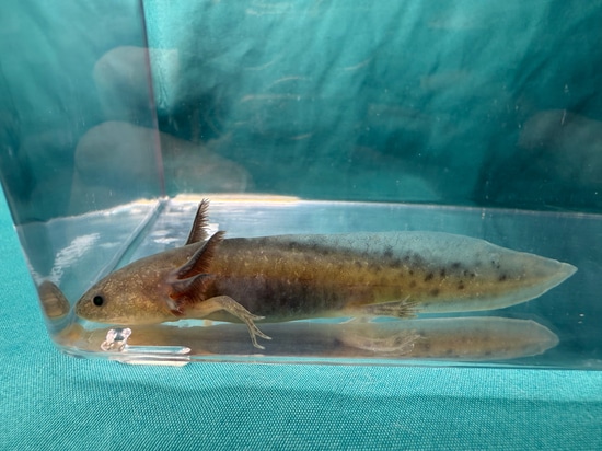 Blue Spark (3-4" GFP Axanthic Melanoid) Axolotl by Frazier Creek Axolotls