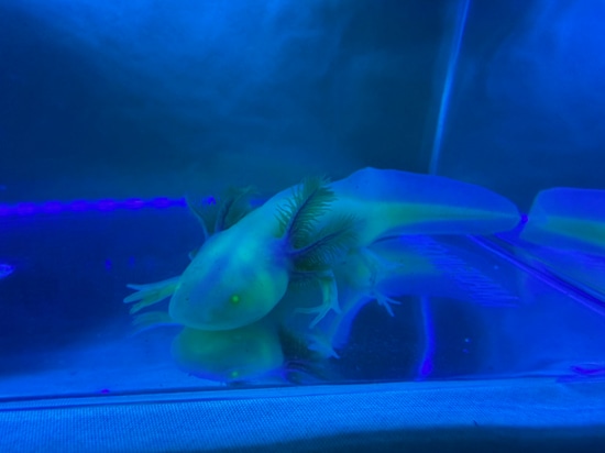 Sea Silver (3-4" GFP Axanthic Albino Juvenile) Axolotl by Frazier Creek ...