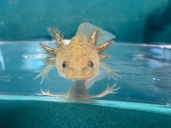 Ember Flare (3" GFP Copper Juvenile) Axolotl by Frazier Creek Axolotls