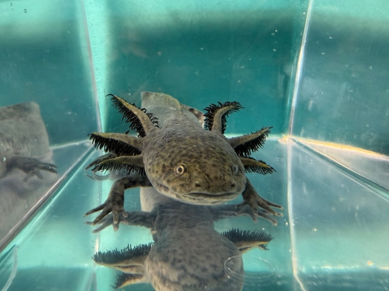 Split Star (8"+ Wild Adult Male) Axolotl by Frazier Creek Axolotls