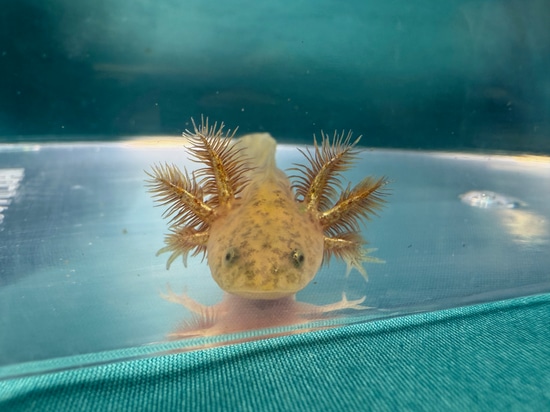 Moon Melt (3"+ Hypomelanistic Juvenile) Axolotl by Frazier Creek Axolotls
