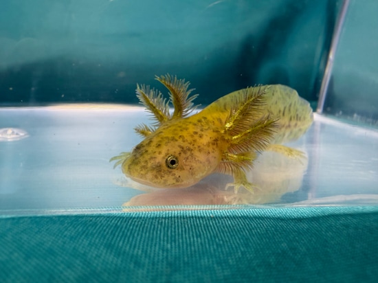 Marble Biscuit (3"+ Hypomelanistic Juvenile) Axolotl by Frazier Creek ...