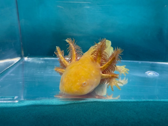 Pickle Ghost (4"+ Golden Albino Juvenile) Axolotl by Frazier Creek Axolotls