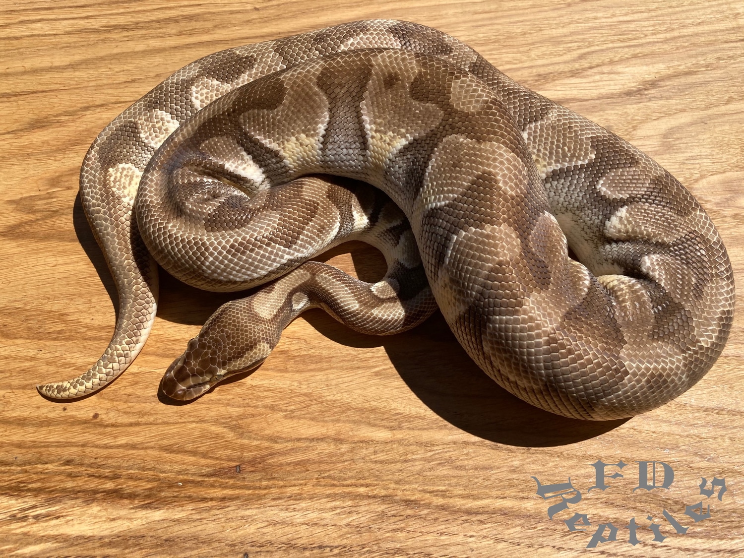 Enchi Mojave Pastel Ball Python by FD reptiles by Felix - MorphMarket