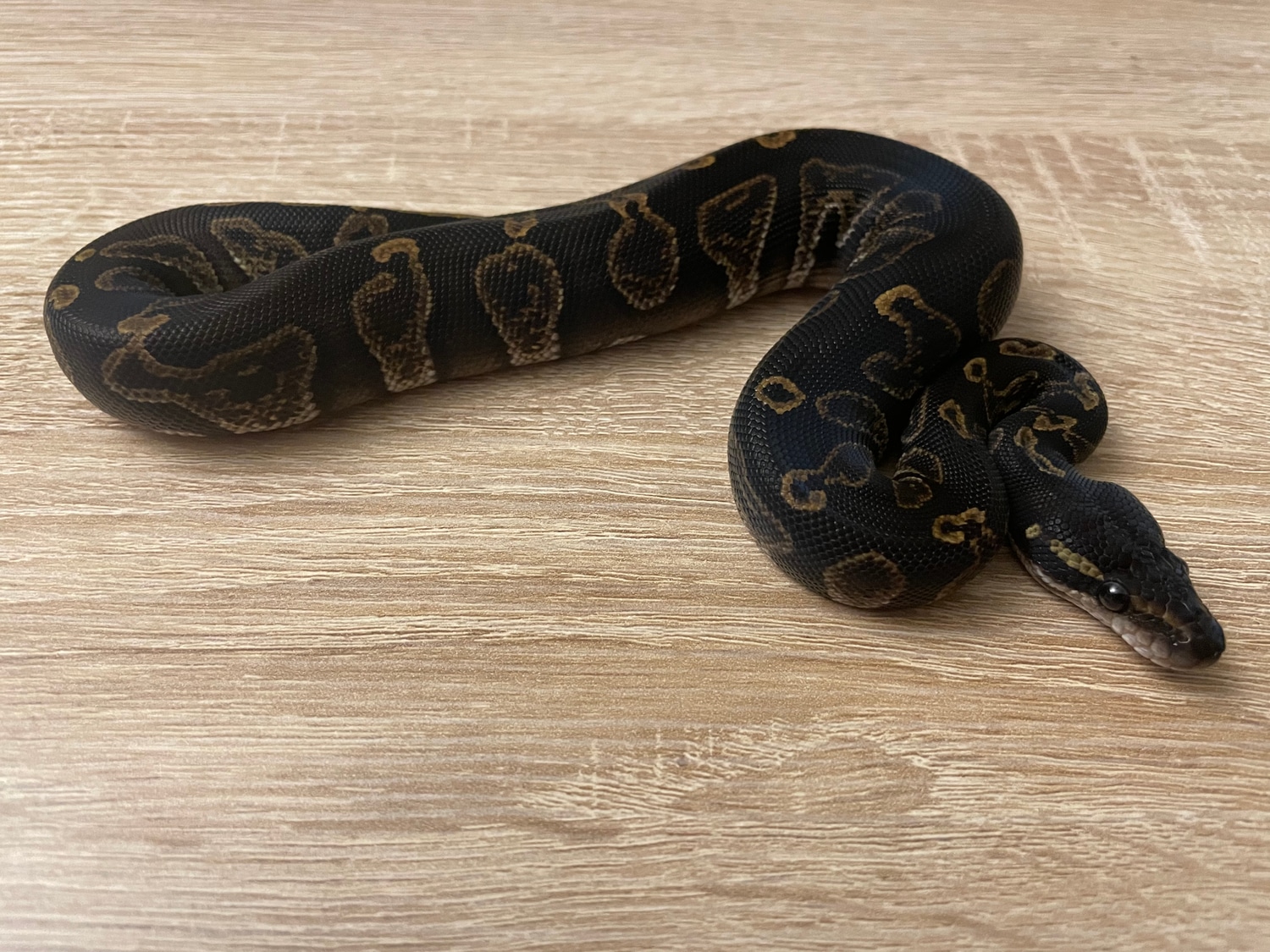 BlackHead GHI Het. Albino Ball Python by FD reptiles by Felix - MorphMarket