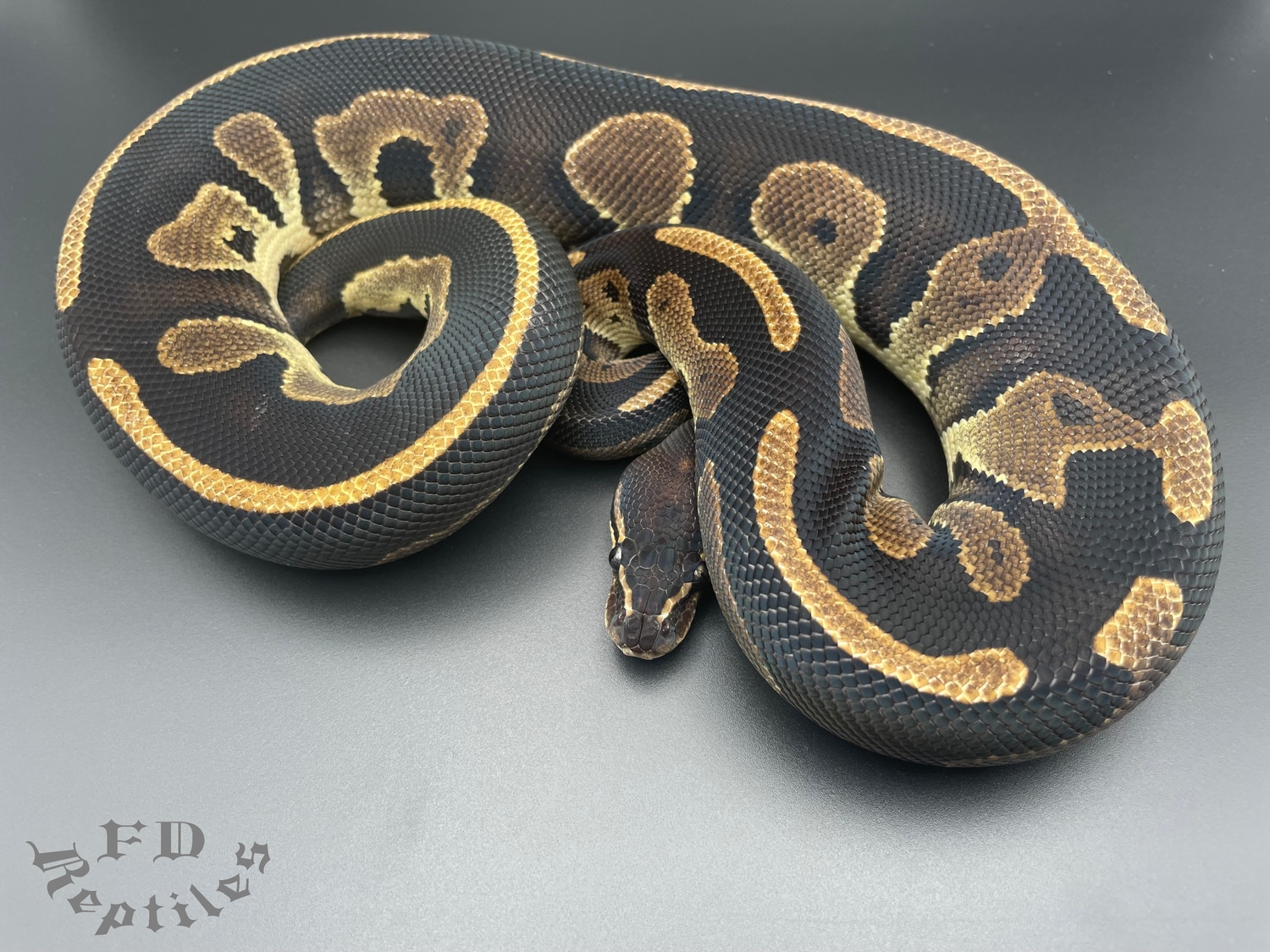 Black Head Leopard 50% Het Albino Ball Python by FD reptiles by Felix ...