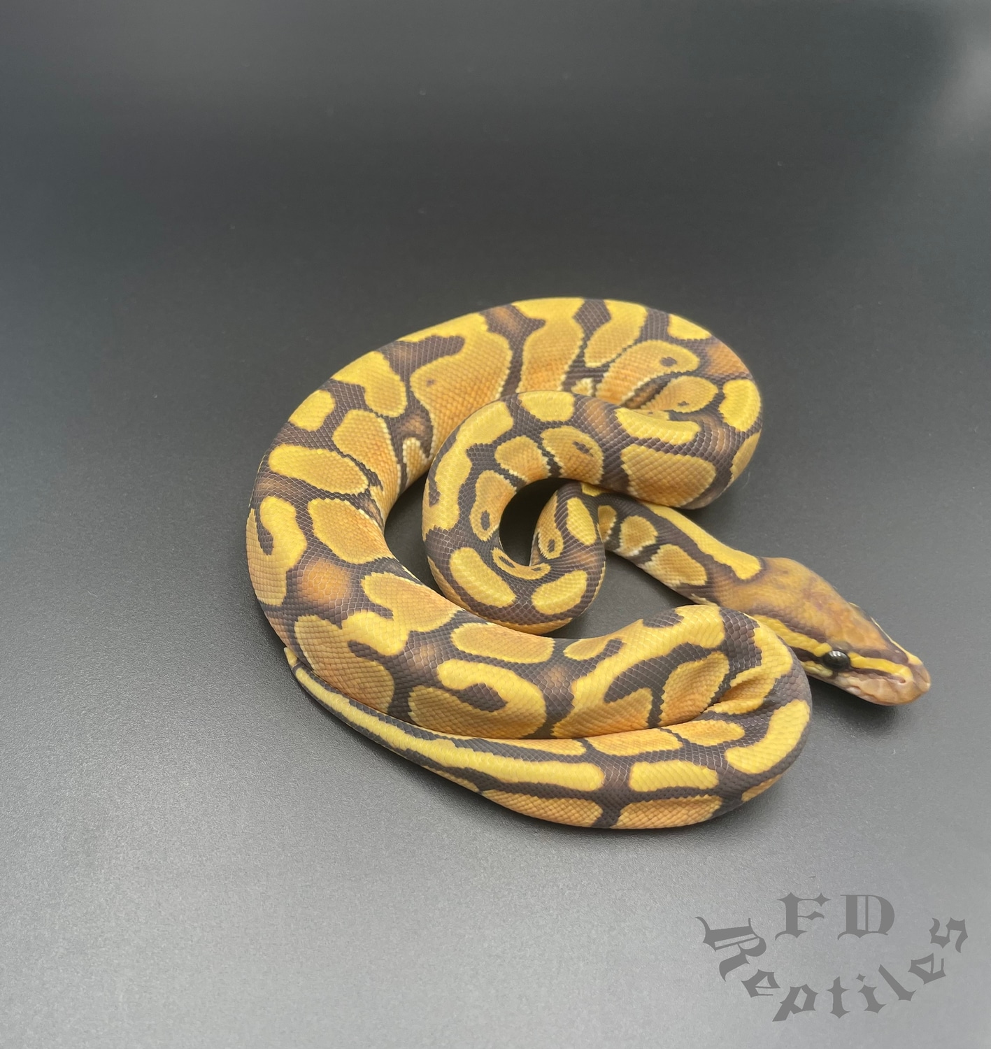 Enchi Hypo Ball Python by FD reptiles by Felix - MorphMarket
