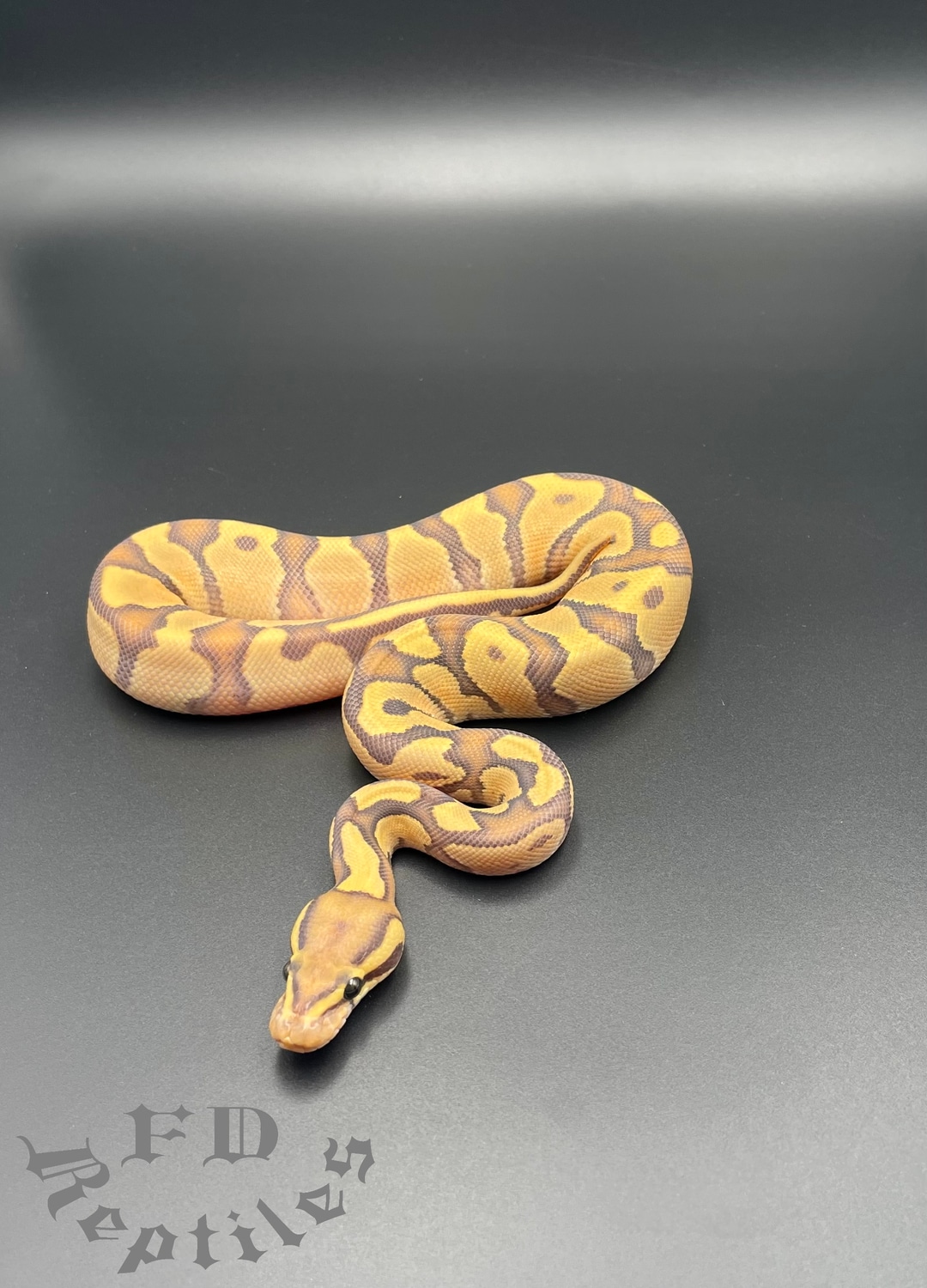 Fire Orange Dream Hypo Ball Python by FD reptiles by Felix - MorphMarket