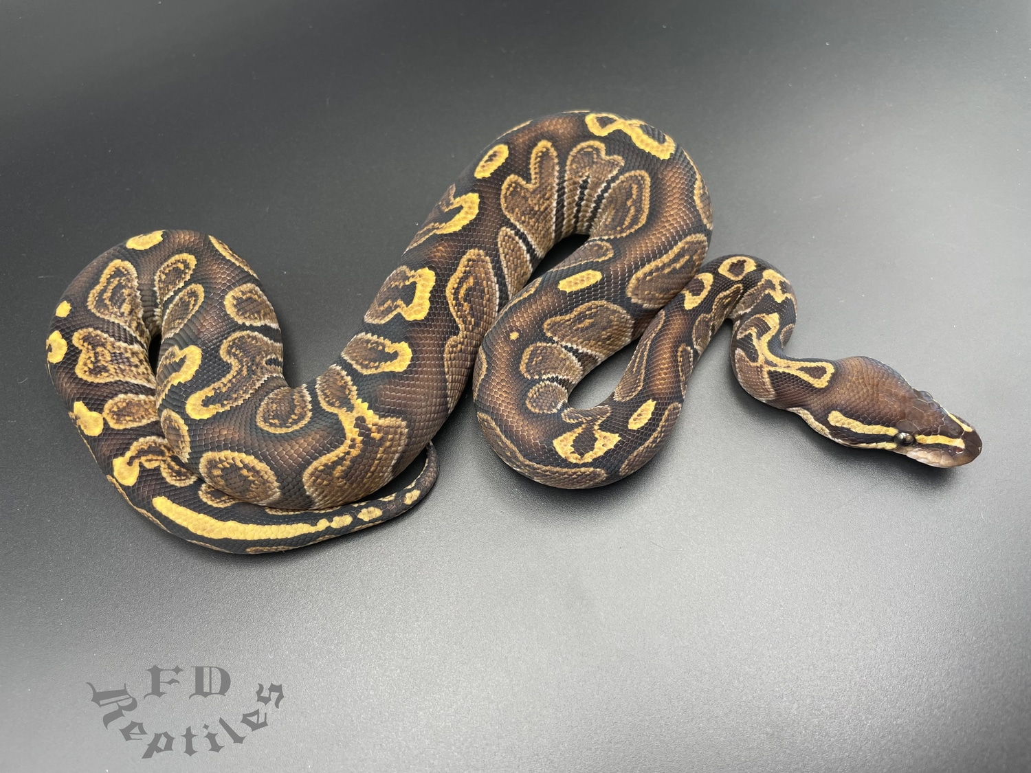 GHI Special 50% Het. Albino Ball Python by FD reptiles by Felix ...