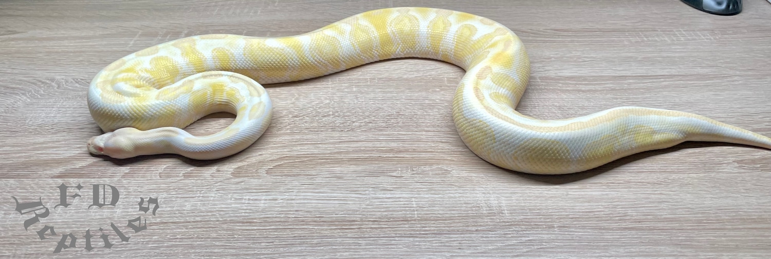 HAMM10.06.Albino Black Head GHI Ball Python by FD reptiles by Felix ...