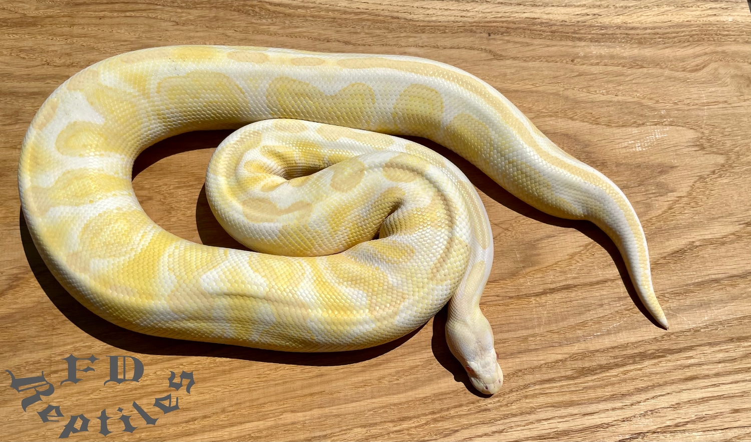 Albino Black Head GHI Ball Python by FD reptiles by Felix - MorphMarket