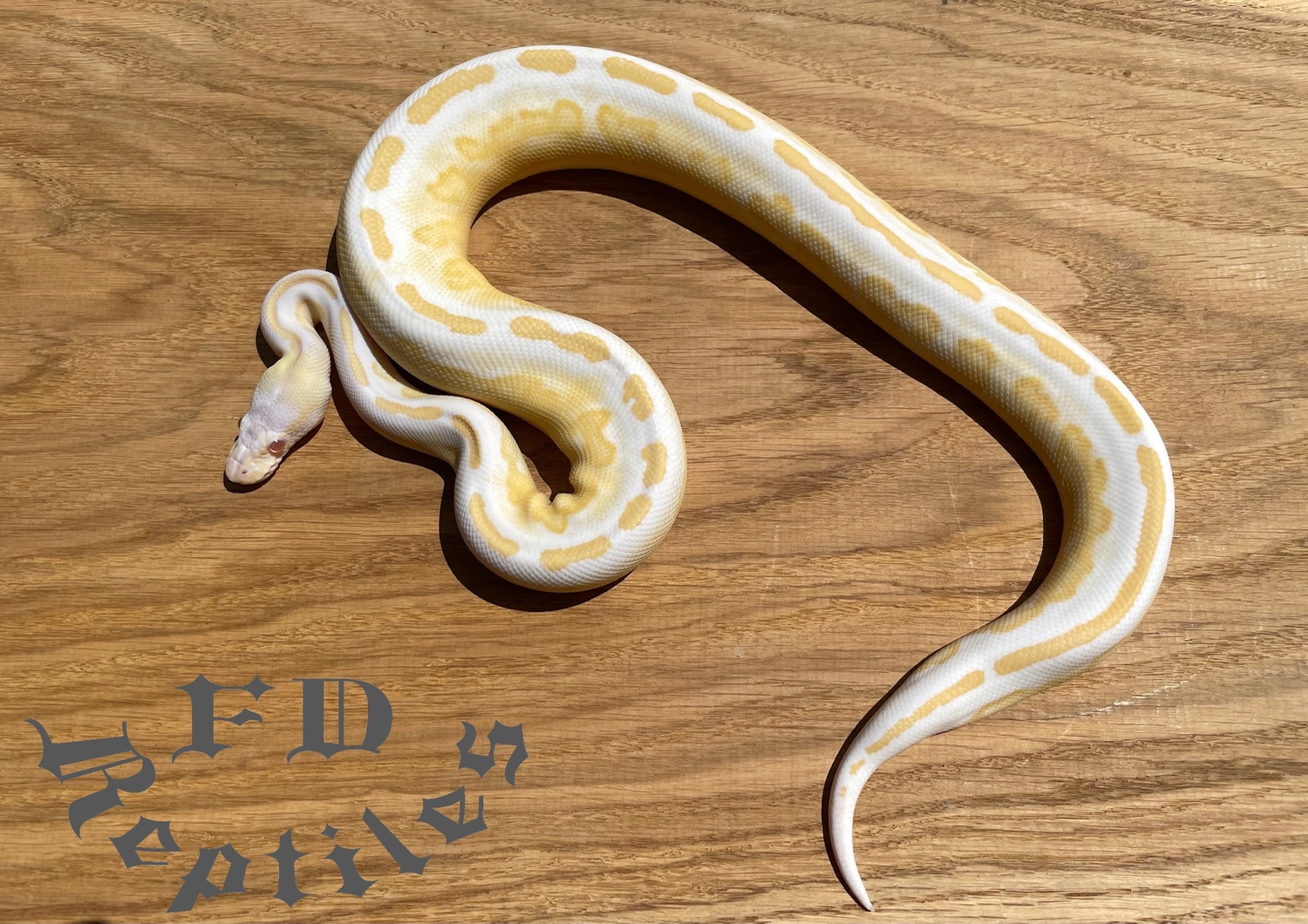 Black Head Black Pastel Albino Ball Python by FD reptiles by Felix ...