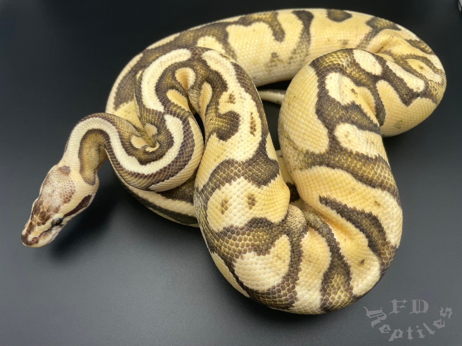 Superfly Het Piebald Ball Python by FD reptiles by Felix - MorphMarket