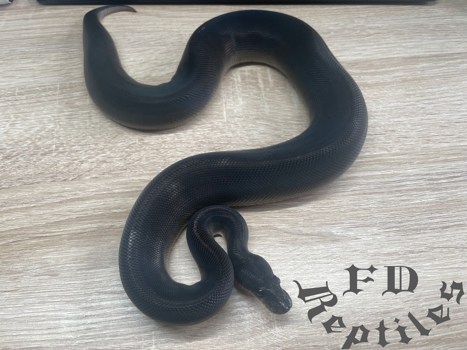 HAMM Super Black Head Black Pastel GHI Het Albino Ball Python by FD ...