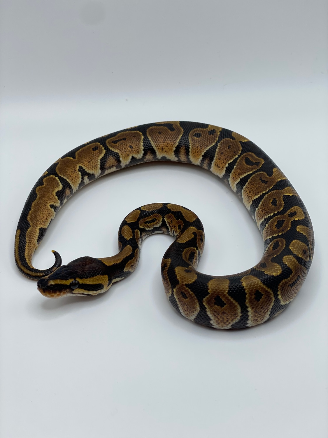 Het Lavender Albino Poss Het Pied Ball Python by Fealys Clutch ...