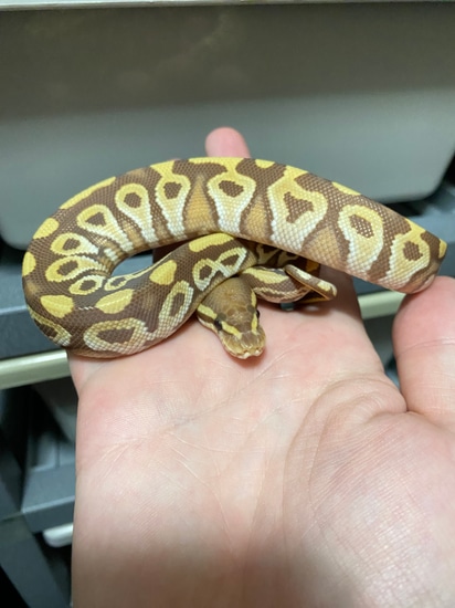Mojave Monarch Ball Python by Fealys Clutch