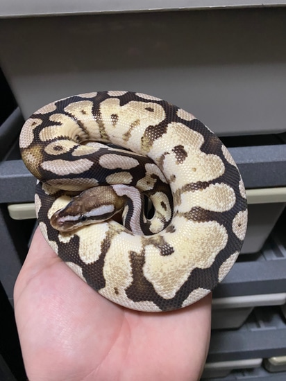 Firefly TSK Axanthic Ball Python by Fealys Clutch