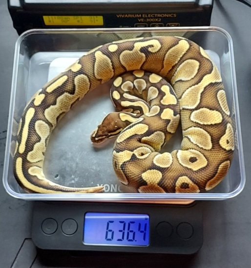 Lesser/Butter - Het Clown Female Ball Python 468g by Fearless Pythons