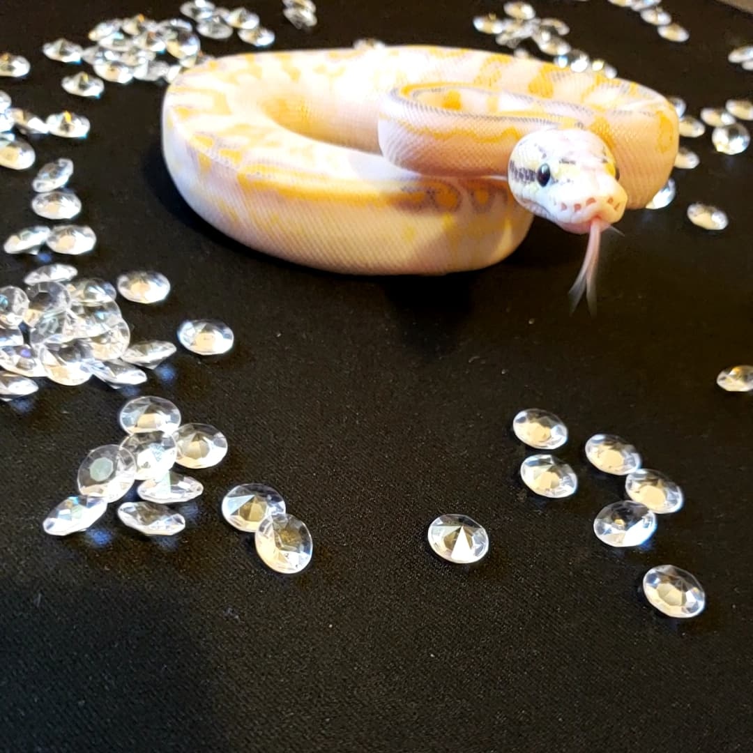 Pastel Highway Ball Python by Diamond Quality Morphs - MorphMarket